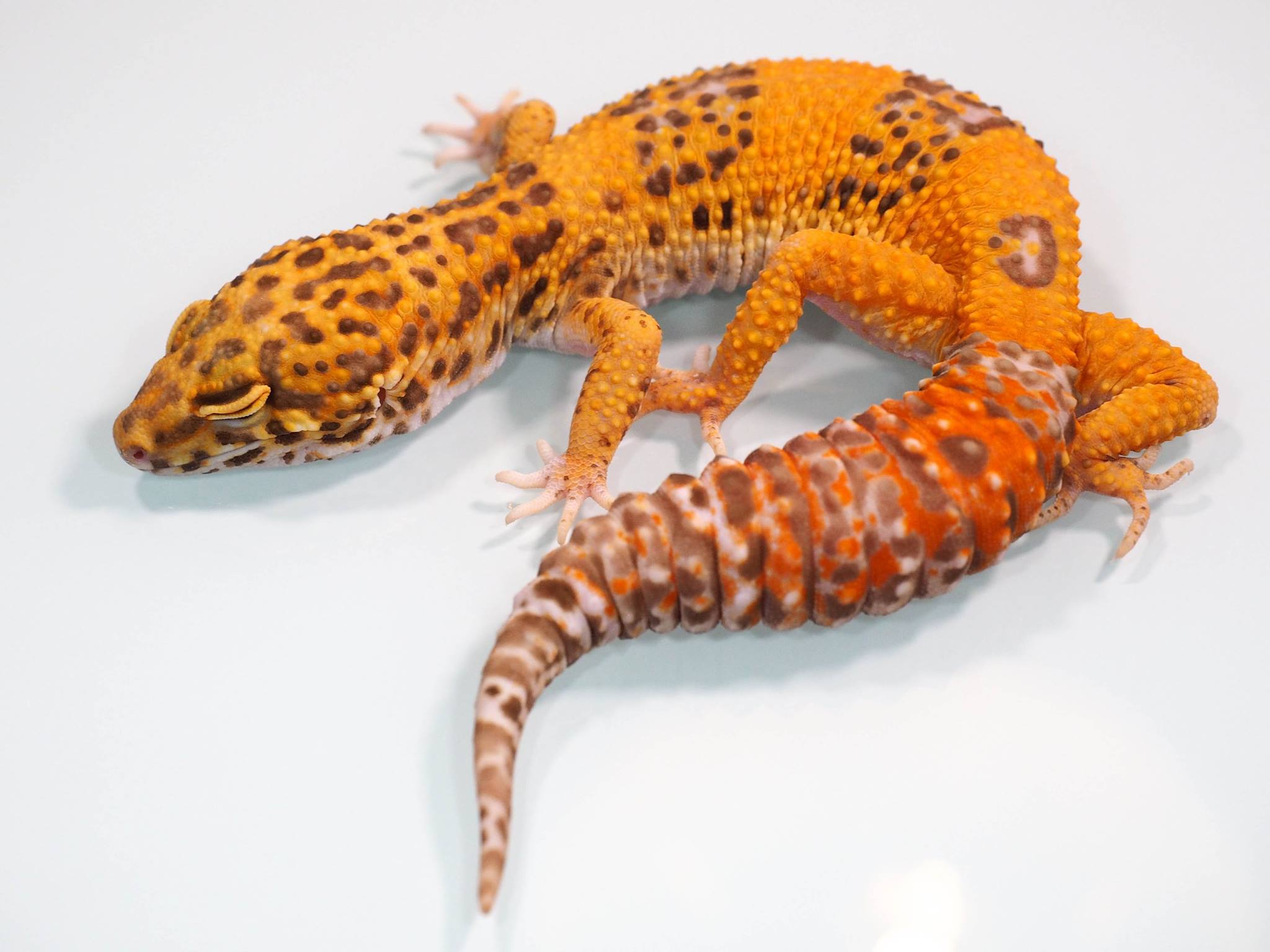 Gecko Leopardo Bell Albino - Minisaurios