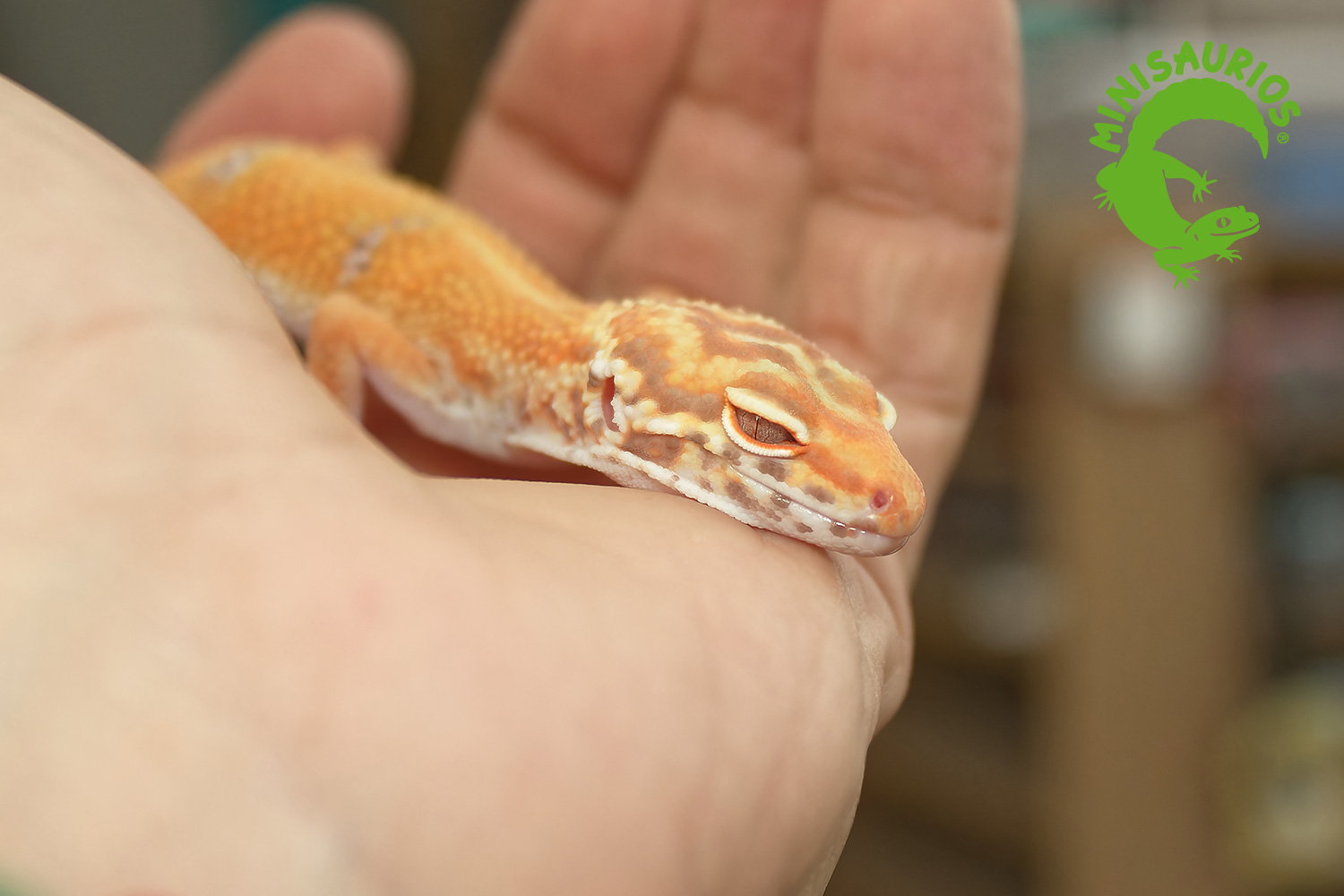 Blood emerine Bell ♂ - Minisaurios